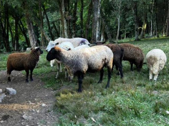 Excelente Chácara em Ana Rech com 2 hectares