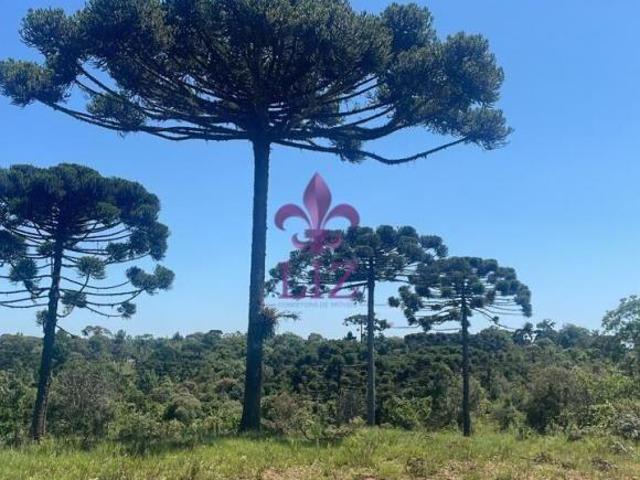 Excelente área para loteamento ou condomínio em Campina Grande do Sul