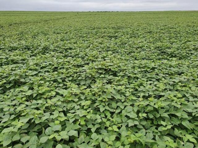 EXCELENTE FAZENDA À VENDA NA REGIÃO DE AVARÉ SP ? BEIRA DA RODOVIA | FAZENDA CITRÍCOLA IRRIGADA E