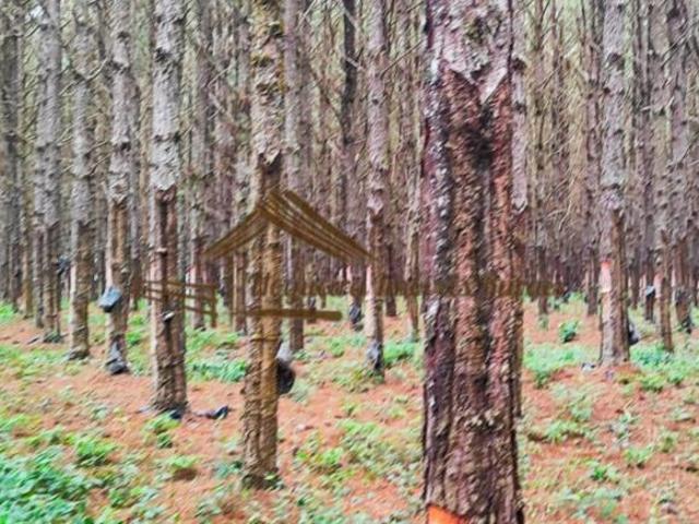 EXCELENTE FAZENDA COM PINUS A VENDA NA REGIÃO DE ITAPETININGA SP