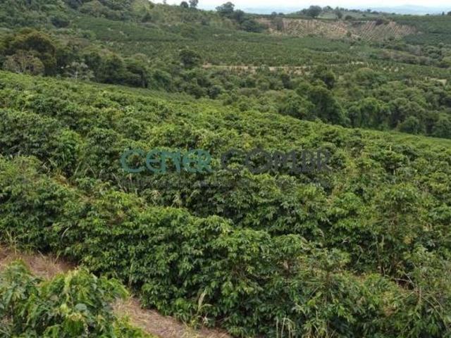 Excelente Fazenda de 187,67 ha em Plena Produção de Café no Sul de Minas