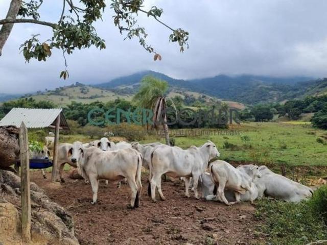 Excelente Fazenda de 200 ha na Região de Ubá MG