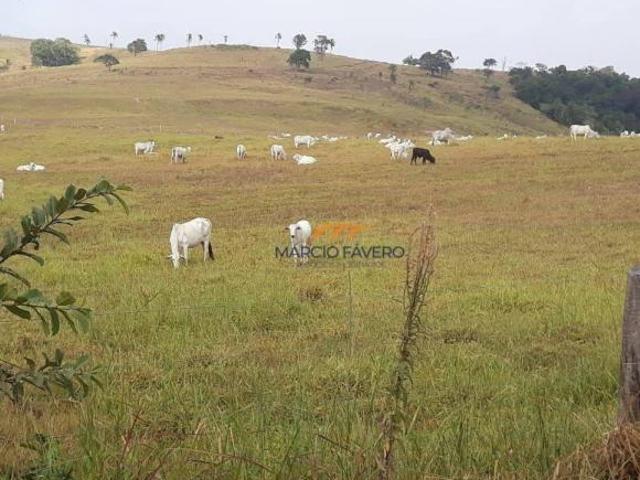 Excelente Fazenda na criação de gado, com 202 alqueires, por R$ 23.000.000 Região de Itaporanga/SP