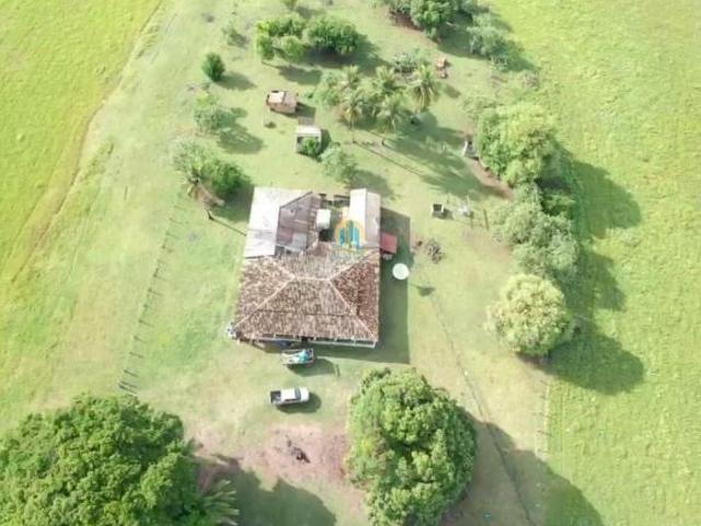 Excelente Fazenda/MT