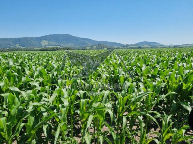 Excelente propriedade _ Agricultura Grãos_ Região de Pouso Alegre/sul de Minas