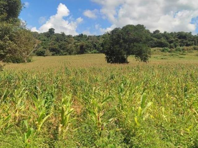 EXCELENTE TERRA DE CULTURA PLANA E PRODUTIVA PRÓXIMA AO ASFALTO EM ITAGUARA/MG