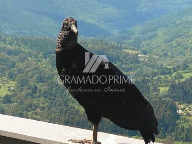 EXCELENTE TERRENO A VENDA EM GRAMADO