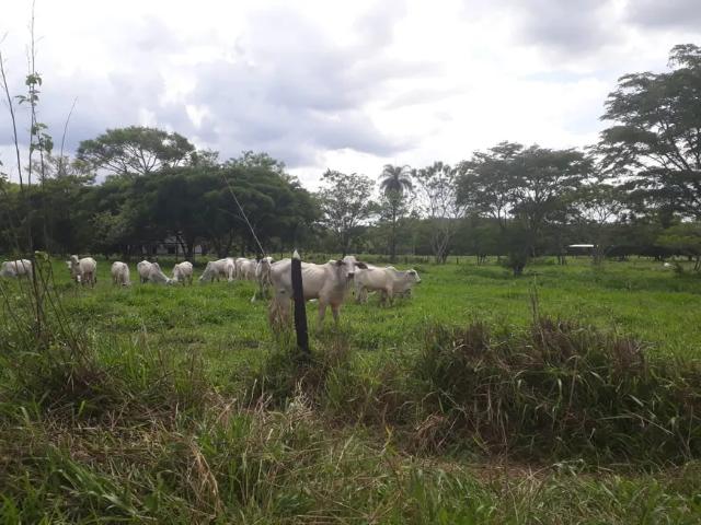 Excelentes Fazendinhas Planas Registradas Com Água Luz Lagoa Cerca na região de Sete Lagoas MG