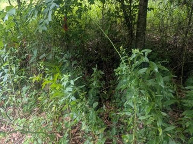 Explorer Ln, Hillsboro, WV 24946