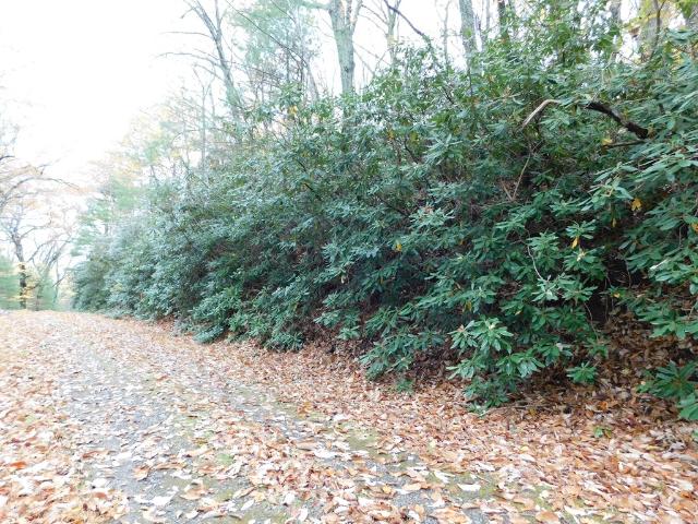 F30 F31 Black Gum Trail
