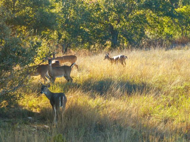 Farms/Ranches: MLS #9265