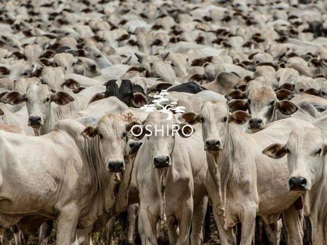 FAZ. PARA PECUÁRIA EM JUSSARA G0 NIL. CÓD. 15341