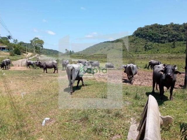 Fazenda Mista Iguape SP