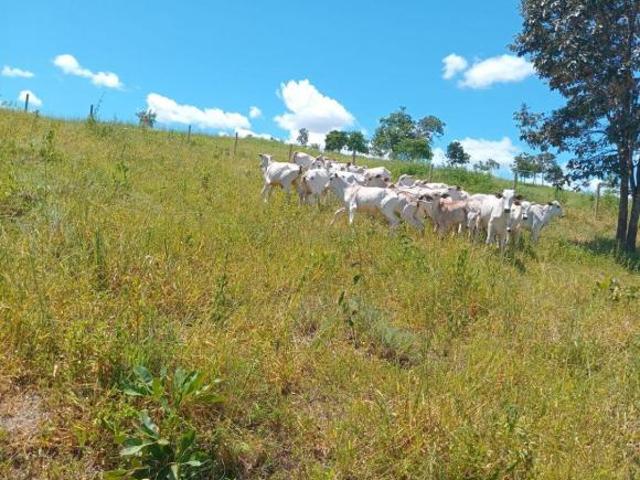 Fazenda Modelo 48 Alqueires 230 hectares R$ 2 Milhões Pecuaria