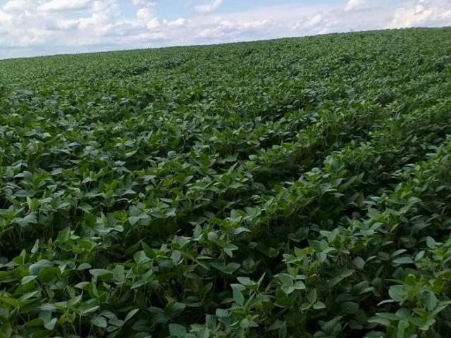 Fazenda na região de Itapetininga SP