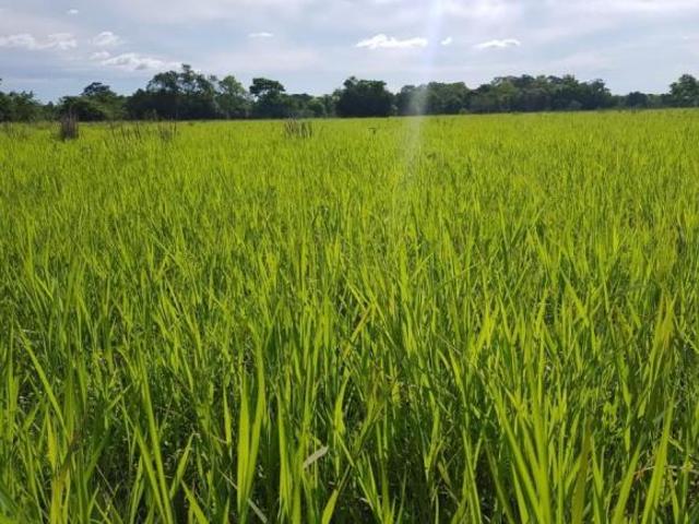 FAZENDA NEGOCIO DE OPORTUNIDADE!