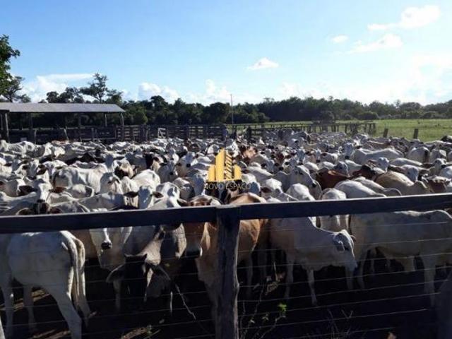 Fazenda no Mato Grosso com 4.988 ha, 1030alqueires Pastagem, Pista de Avião,Aceita Permuta