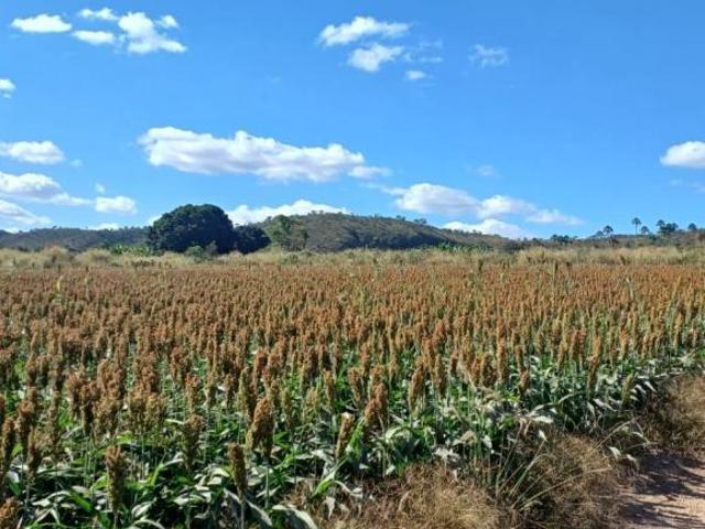 Fazenda no Núcleo Rural Rio Preto com 113 Hectares ! 4.000.000 !