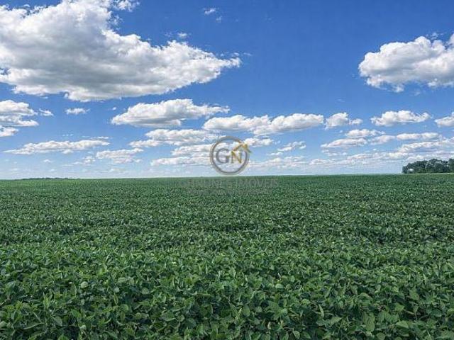 Fazenda no Oeste Paranaense | 1.707 Alq | Alta Produtividade