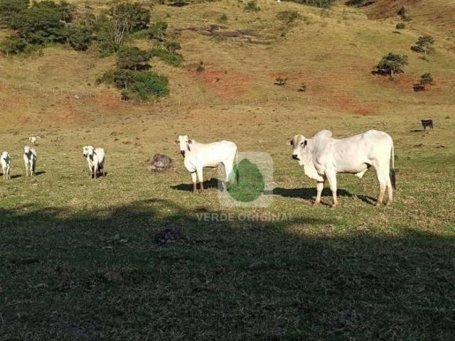 Fazenda à venda, 1097800 m² por R$ 10.000.000,00 Bocaina São Bento do Sapucaí/SP