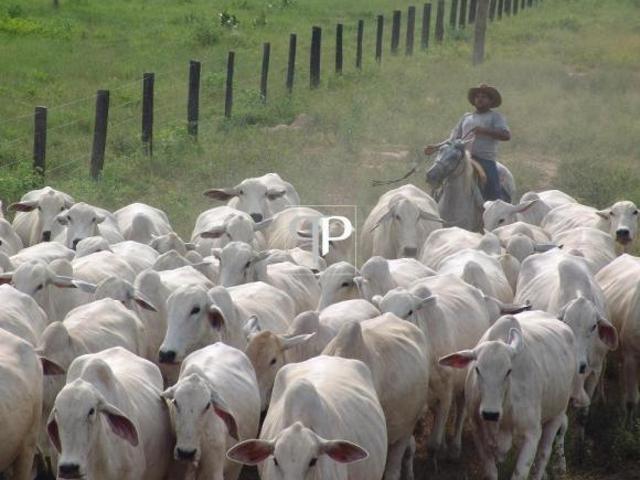Fazenda à venda, 11796 hectares por R$ 255.000.000 Villa Hayes Paraguai