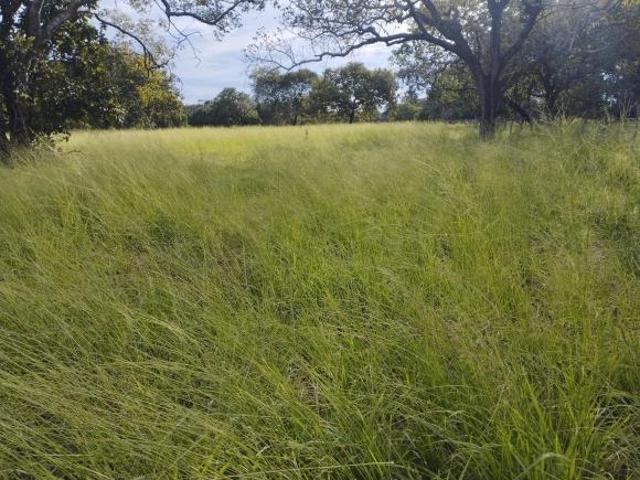 Fazenda á venda 193,9 hectares em Amaralina GO, região de Mara Rosa GO