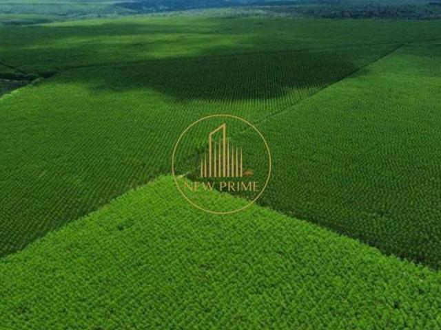 Fazenda à venda, 1 quarto, 1 suíte, 4 vagas, Área Rural de Unaí Unaí/MG