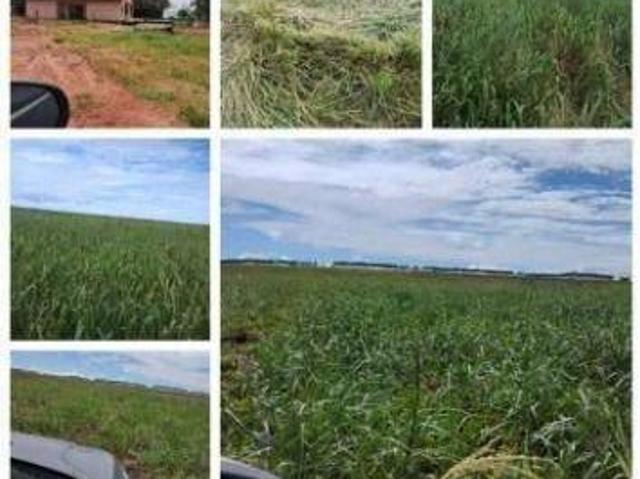 Fazenda à venda, 22600000 m² por R$ 80.000.000 Zona Rural Sapezal/MT