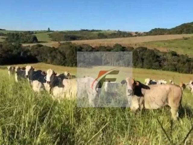Fazenda à venda, 40 alqueires por R$ 6.000.000 Centro Irati/PR