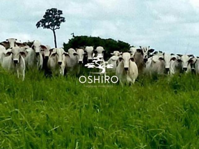 FAZENDA À VENDA – COCALINHO MT Excelente para investimento em pecuária! NIL. CÓD. 16047