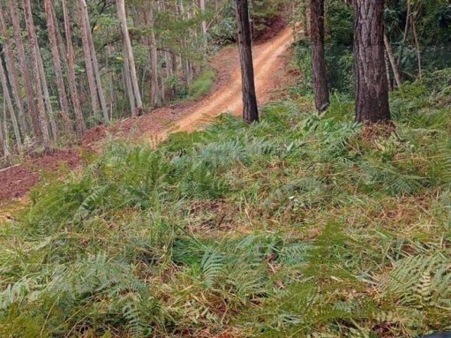 FAZENDA À VENDA COM FLORESTA DE EUCALIPTOS