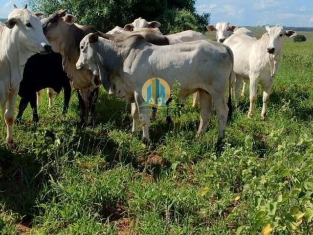 Fazenda à Venda – Caiuá/SP | Excelente Propriedade para Pecuária