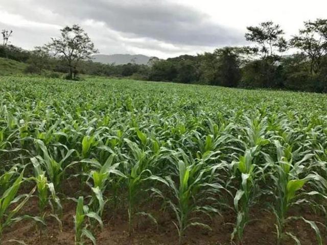 FAZENDA À VENDA DE 120 ALQUEIRES EM ELDORADO/SP – VALE DO RIBEIRA