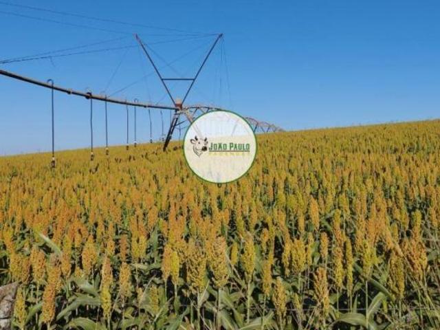 Fazenda a venda em Campo Alegre 1.887 Hectares 500 hectares lavoura sequeiro