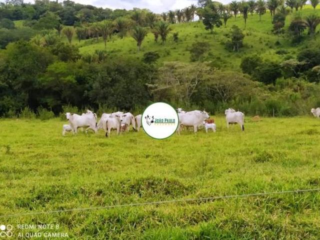 Fazenda a venda em Anápolis GO 1.487 HA 2.500 pastos para bois Boa de água
