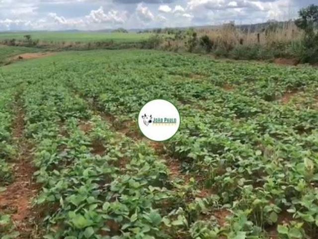 Fazenda a venda em Água Fria de Goiás 556 hectares Dupla aptidão