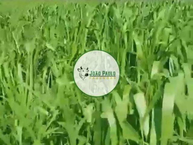 Fazenda a venda em ARINOS MG 1.050 Hectares Montada para atividade pecuária e bom potencial