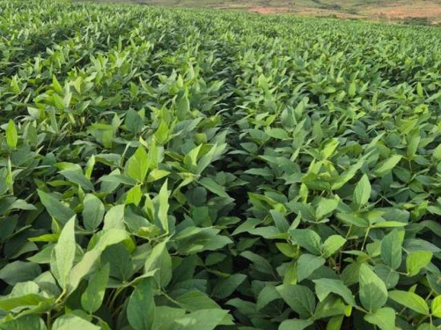 Fazenda a venda em Goiás Sítio d’Abadia GO 385 Hectares Plantando 175 hectares de SOJA