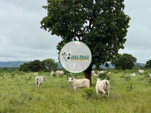 Fazenda a venda em Formosa GO 1.379 Hectares Toda formada em pasto