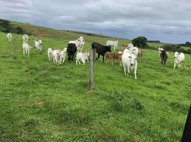 FAZENDA À VENDA EM ITAPETININGA SP COM ESCRITURA