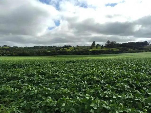 FAZENDA À VENDA EM ITAPETININGA SP COM ESCRITURA