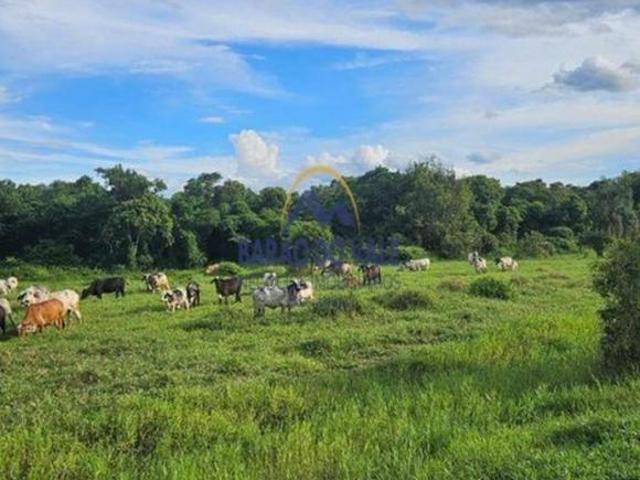 Fazenda à Venda em Juquiá – 1.140 Hectares com Rio, Várzea e Alto Potencial Pecuário