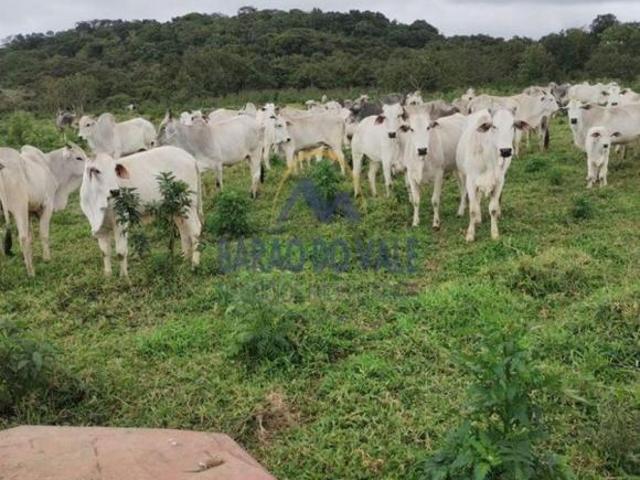 Fazenda à Venda em Juquiá – 40 Alqueires com Estrutura Completa