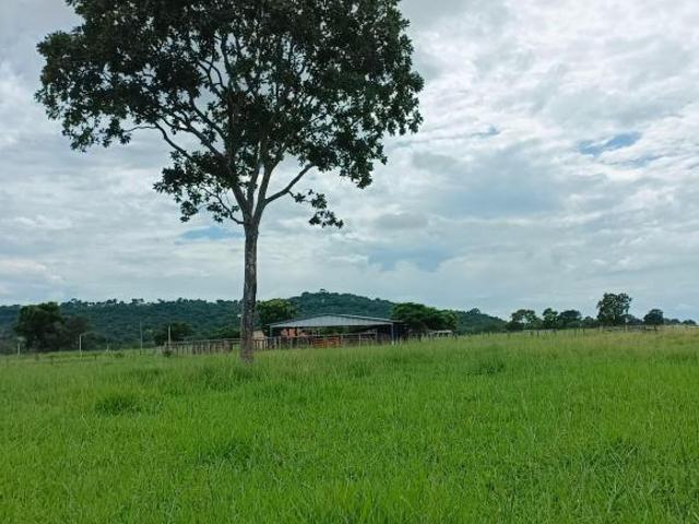 Fazenda à Venda em Jussara GO 58 alq com excelente estrutura hídrica e pastagem