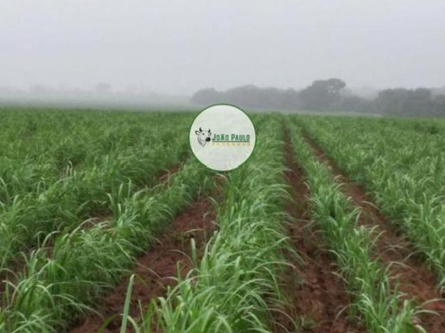 Fazenda a venda em Montes Claros de Goiás GO 653 Hectares Irriga 500 HA com outorga liberada