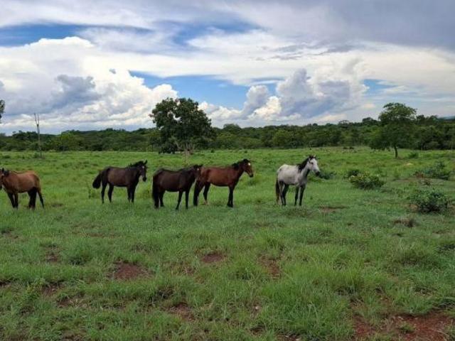 FAZENDA À VENDA EM SÃO JOÃO D&apos ALIANÇA GO 344 HECTARES