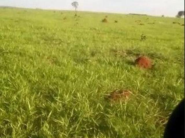 Fazenda a Venda em Sao Gabriel do Oeste MS –.