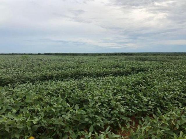 FAZENDA A VENDA EM ROSARIO OESTE MT!