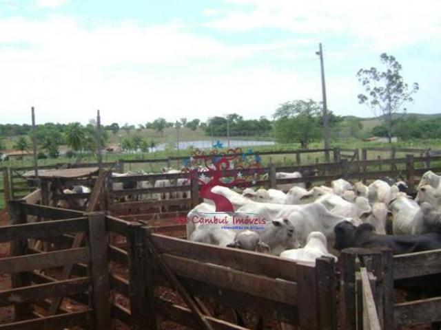 fazenda à venda em Rural