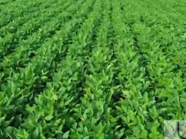 FAZENDA À VENDA EM UNAÍ – MG